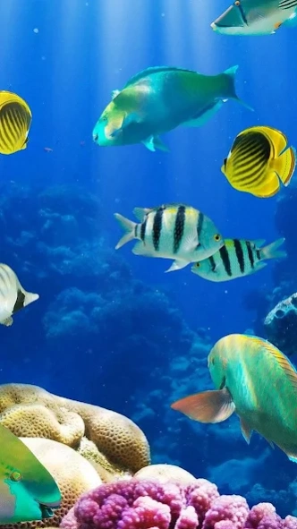 animated wallpaper fish aquarium