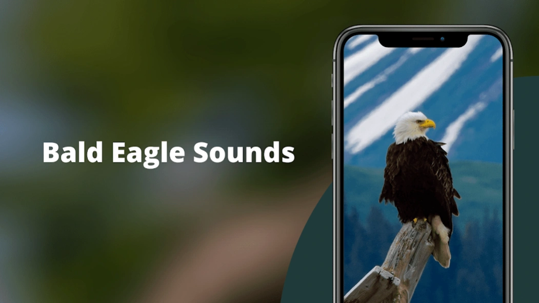 falcon eagle sound