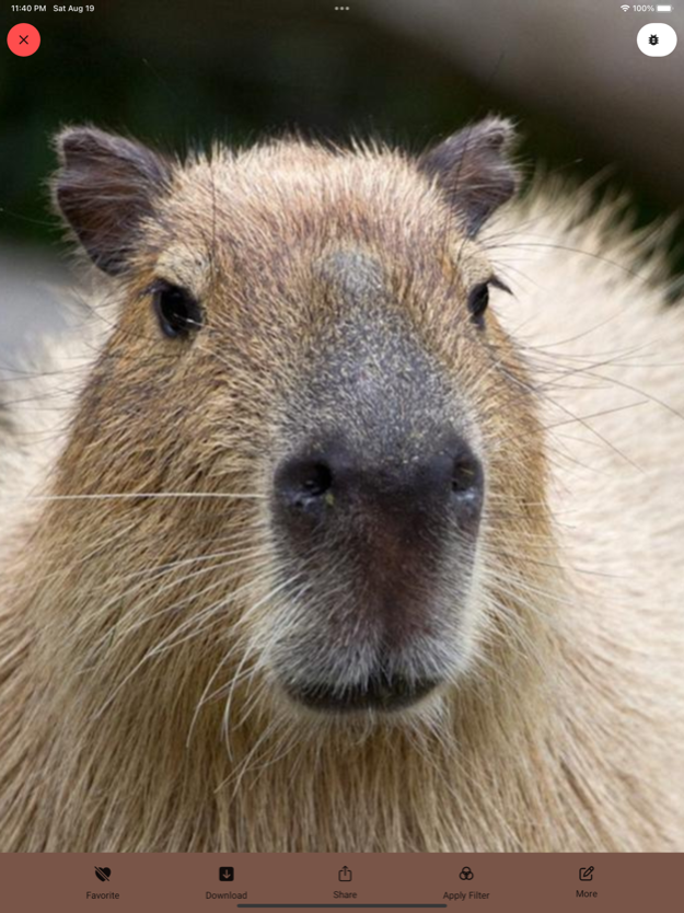 capybara wallpaper