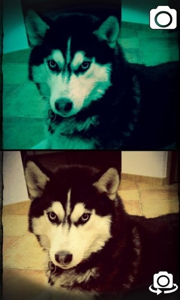 dog vision simulation free