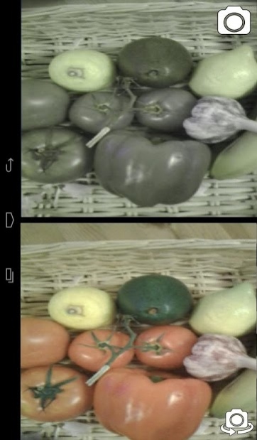 dog vision simulation