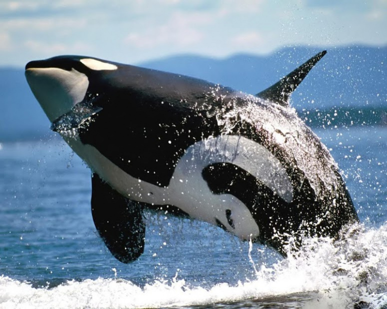 orca wallpaper hd