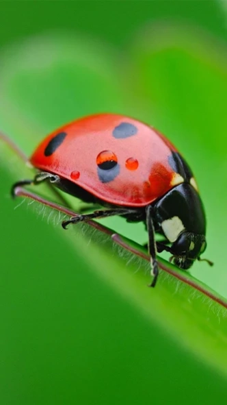 ladybug background