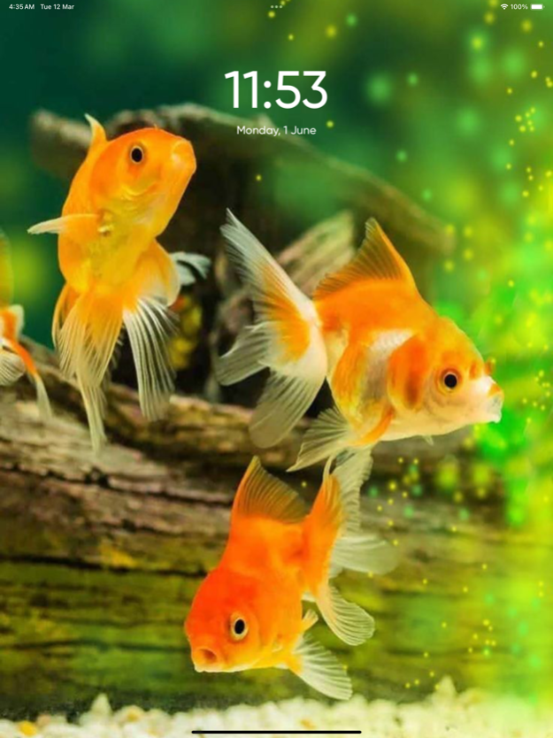 3d hd wallpapers fish