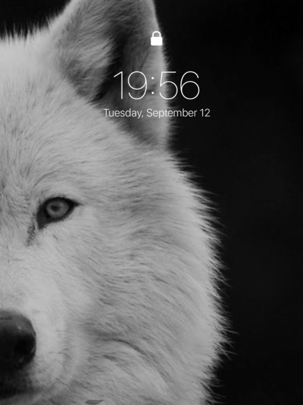 alpha wolf wallpaper iphone